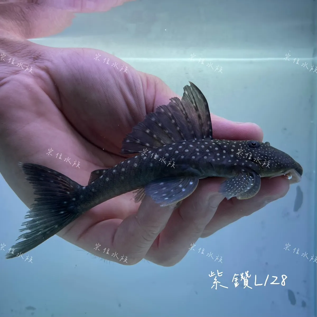 L128紫鑽 _異型