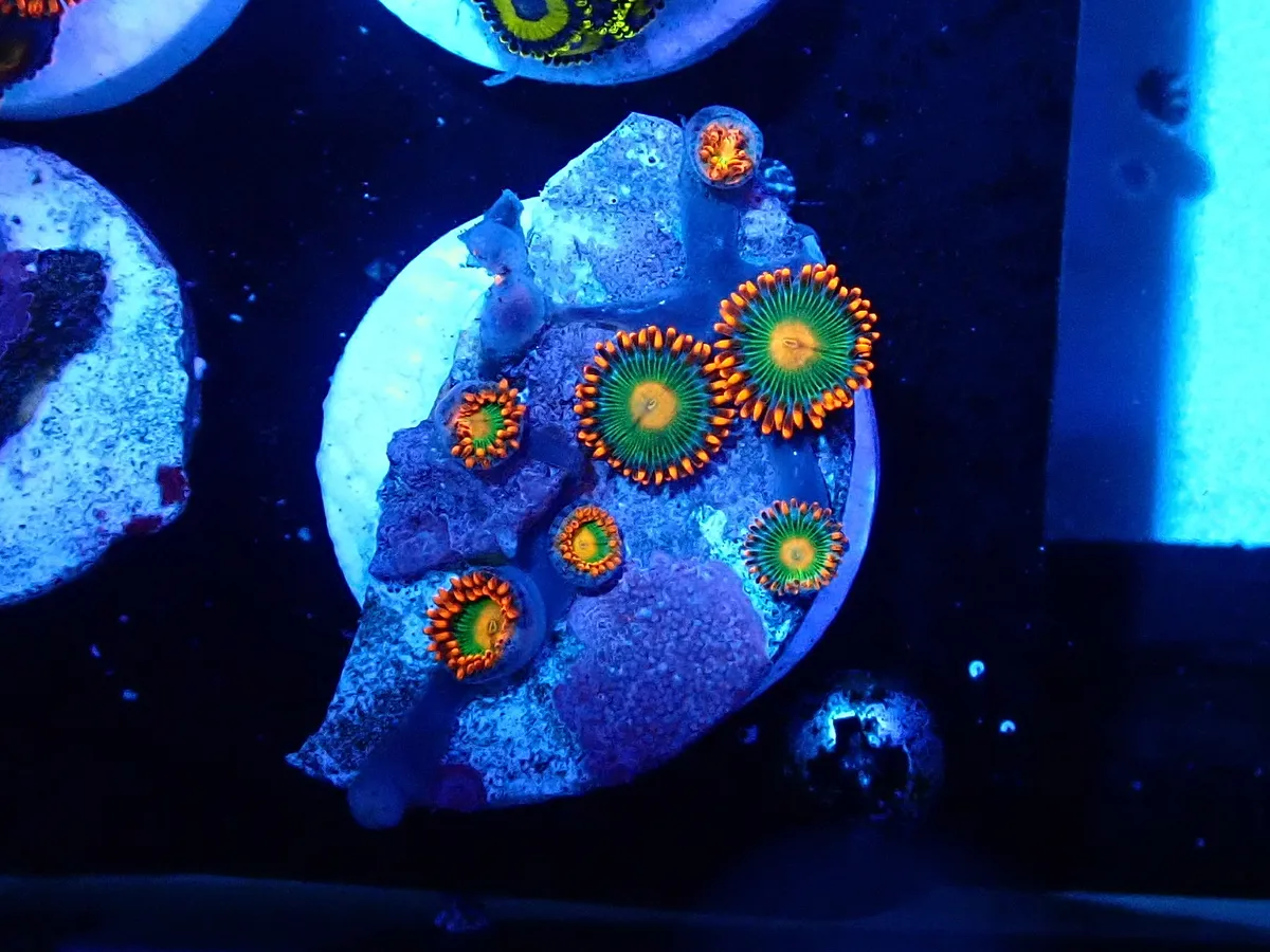 鈕扣 Gatorade Zoa