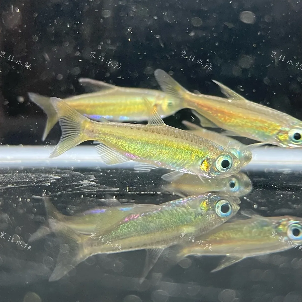 黃金二線剛果(4-5cm) Phenacogrammus aurantiacus