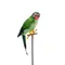 PUEBCO ARTIFICIAL BIRDS Green Parrot