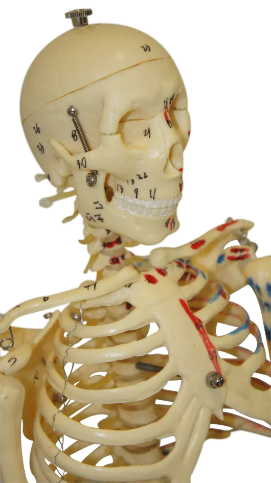 (恕不退貨)解剖模型Painted Big Tim Skeleton (Model)