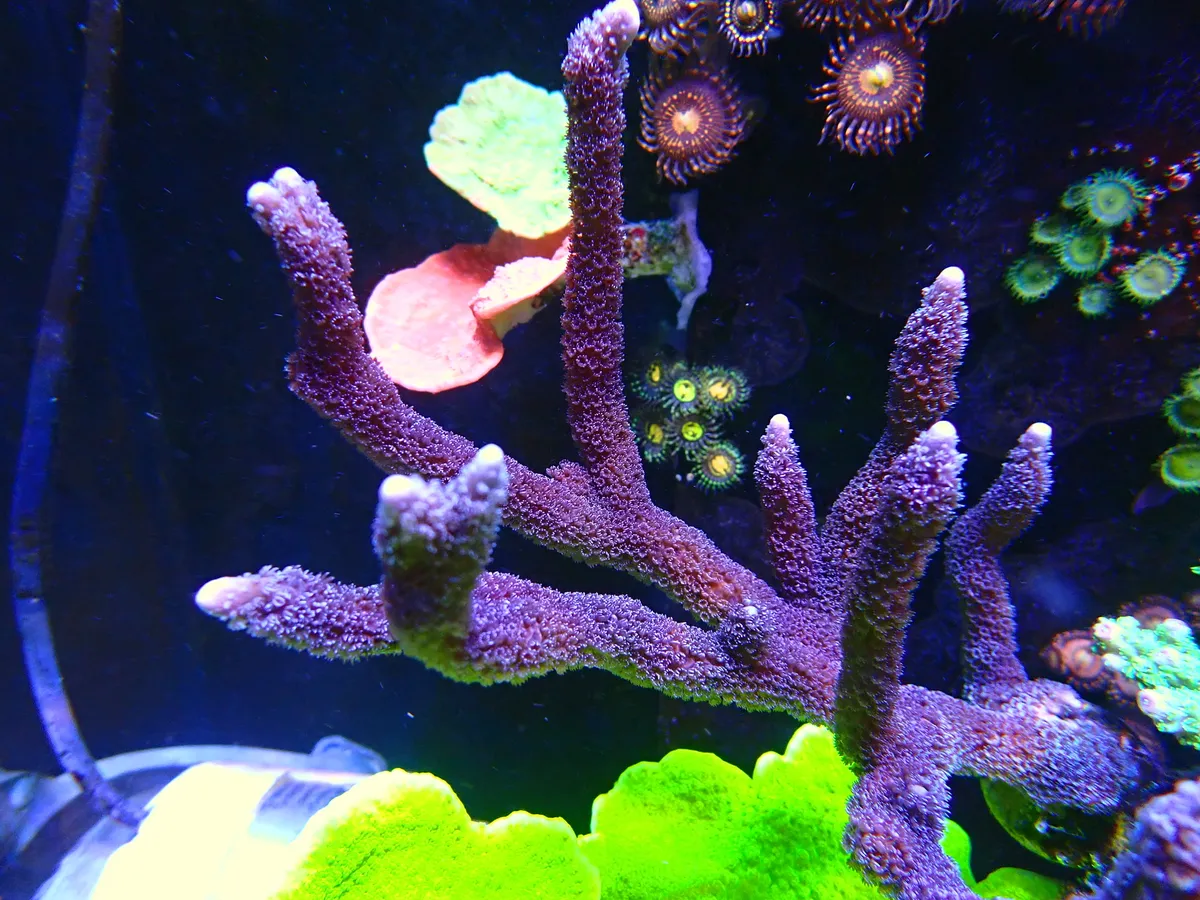 Purple digitata 紫DG