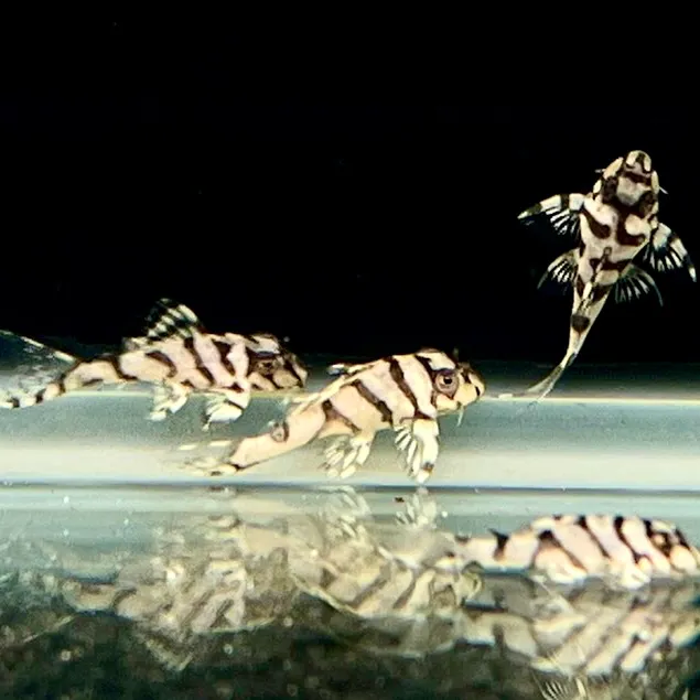 【雞籠魚仔舖】L236 SW皇后虎斑