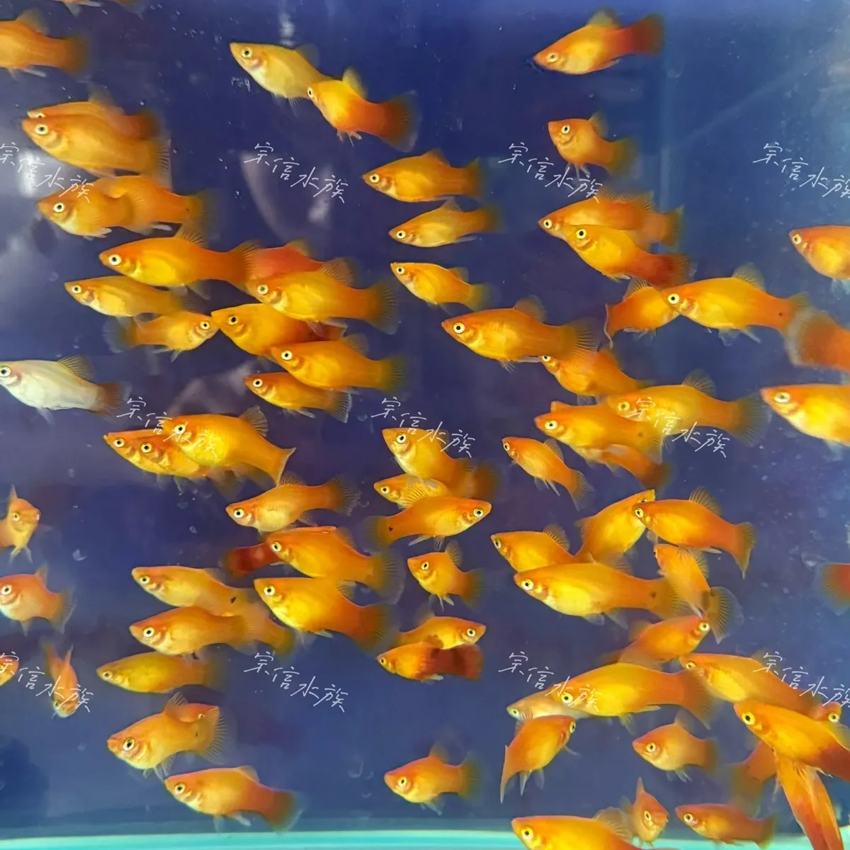 黃金太陽球魚_超會生